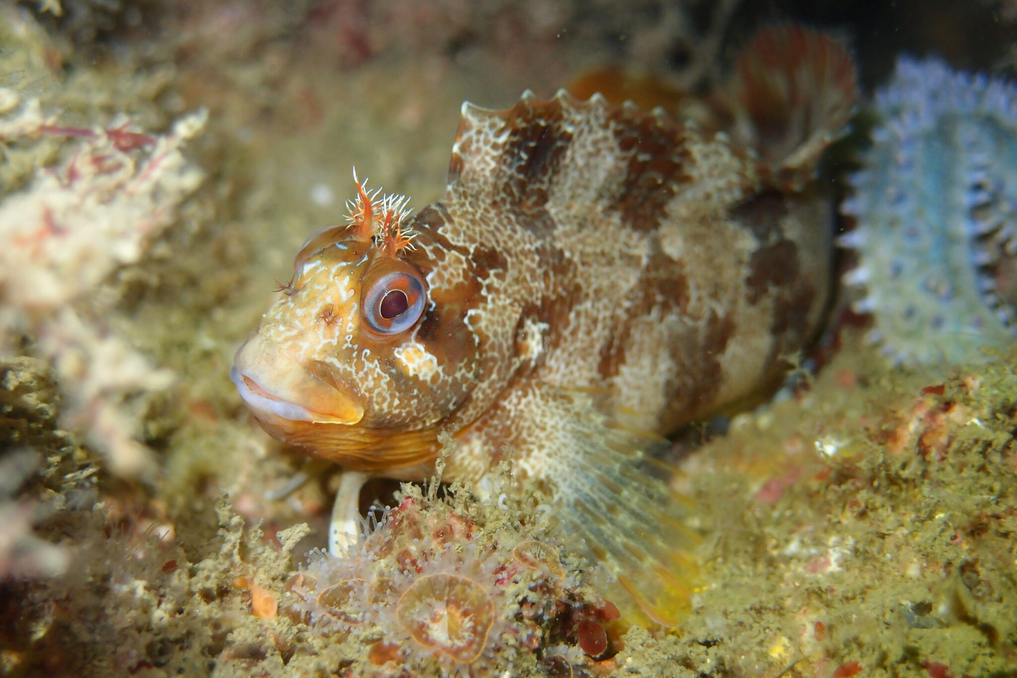 Atlantique Océan Vivant – Bienvenue sur le site Atlantique Océan Vivant ...