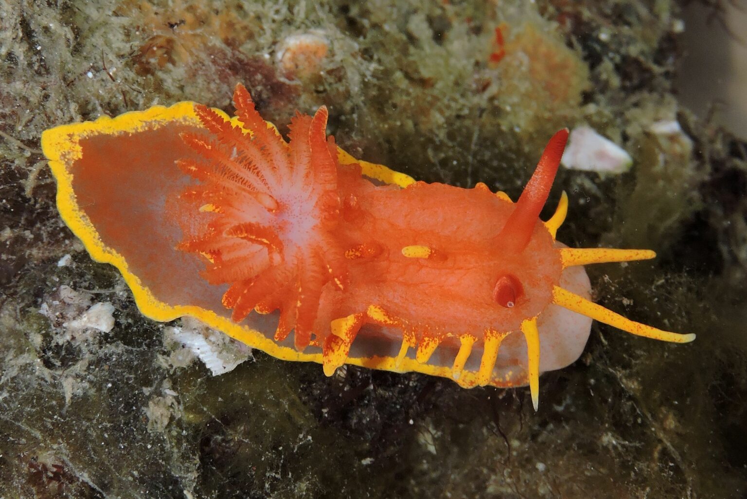 Atlantique Océan Vivant – Bienvenue sur le site Atlantique Océan Vivant ...