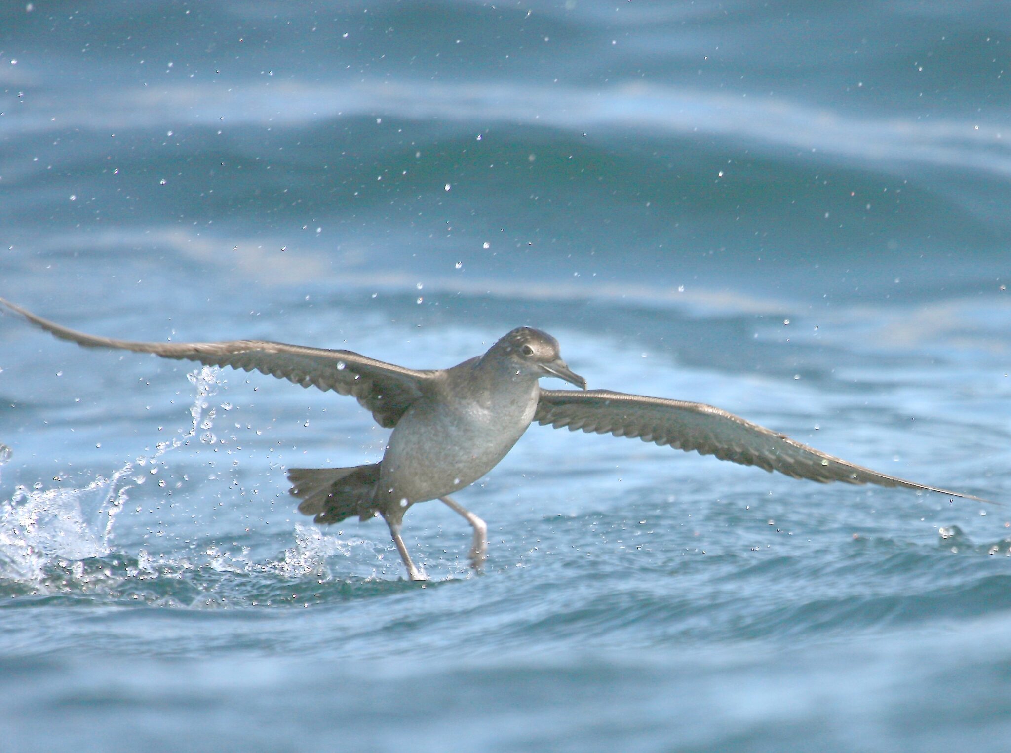 Atlantique Océan Vivant – Bienvenue sur le site Atlantique Océan Vivant ...